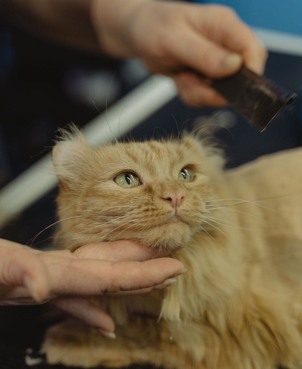Cat Grooming - Bubbs & Pupps City Pet Wash | Los Angeles, CA